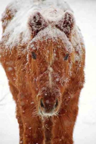 19 Ways to Prepare for Winter - Grit